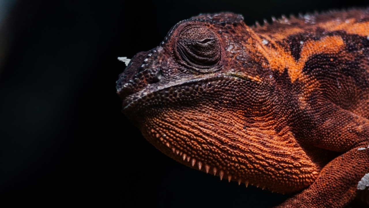 Elusive species returns after decades gone, but experts warn the next step