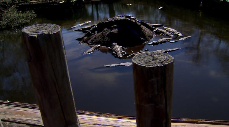 How the St. Augustine Alligator Farm keeps animals warm during cold ...