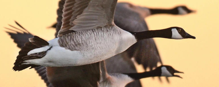 Iowa man sentenced to probation for running over a goose