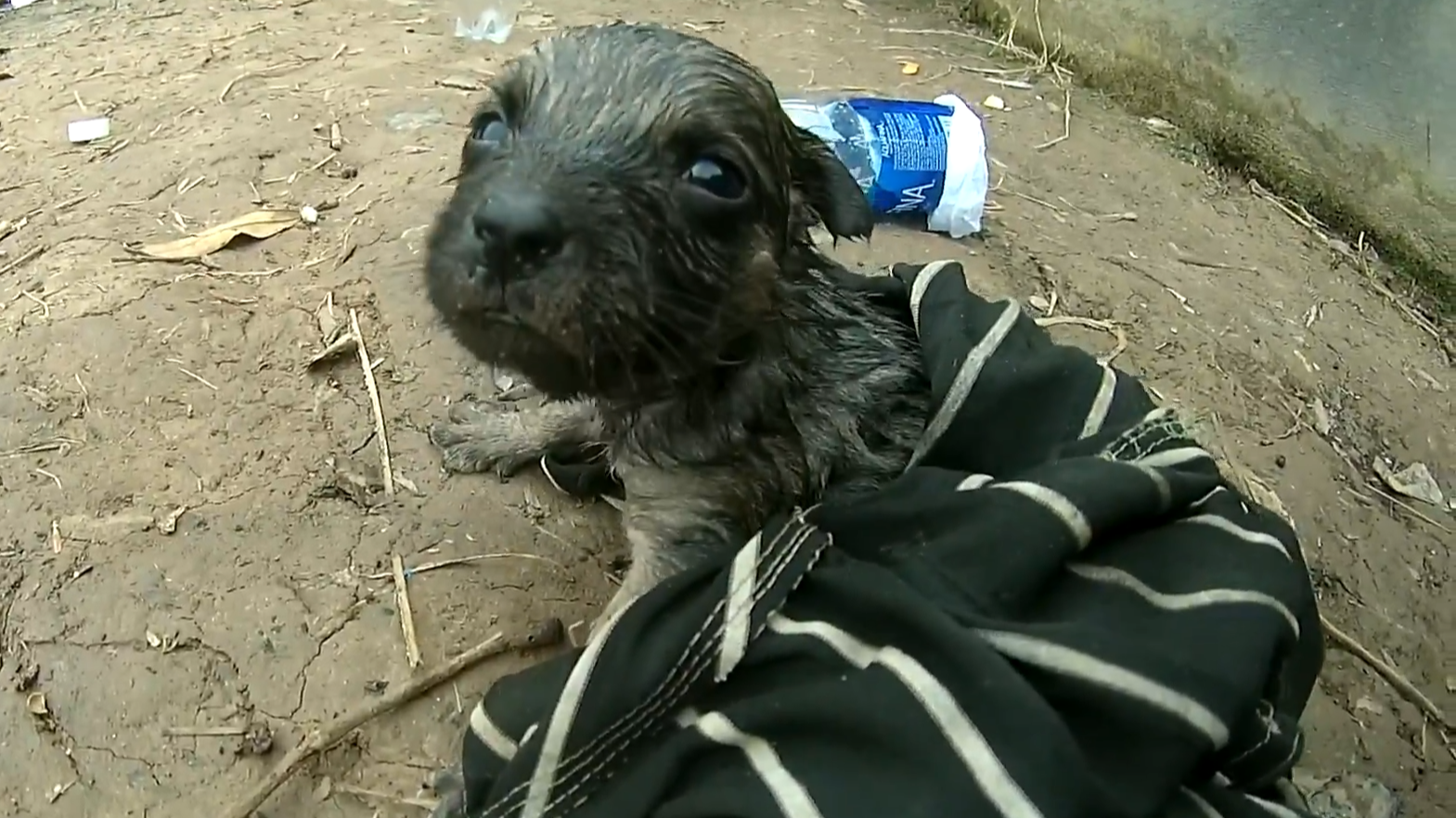 A puppy stopped breathing - this fisherman refused to give up