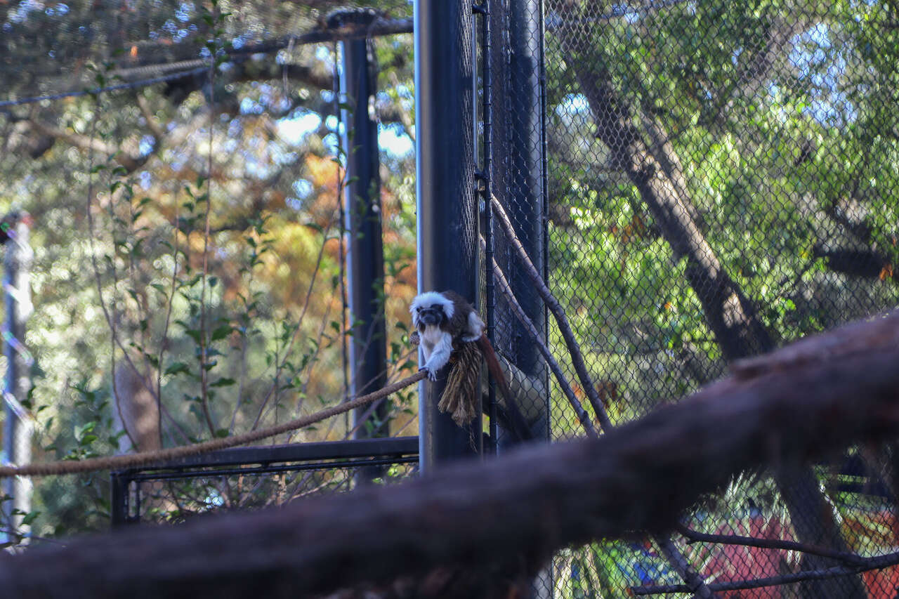 San Antonio Zoo's cotton-top tamarins have a swanky new home