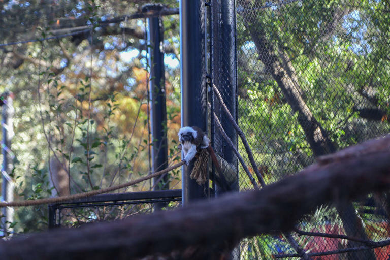 San Antonio Zoo's cotton-top tamarins have a swanky new home
