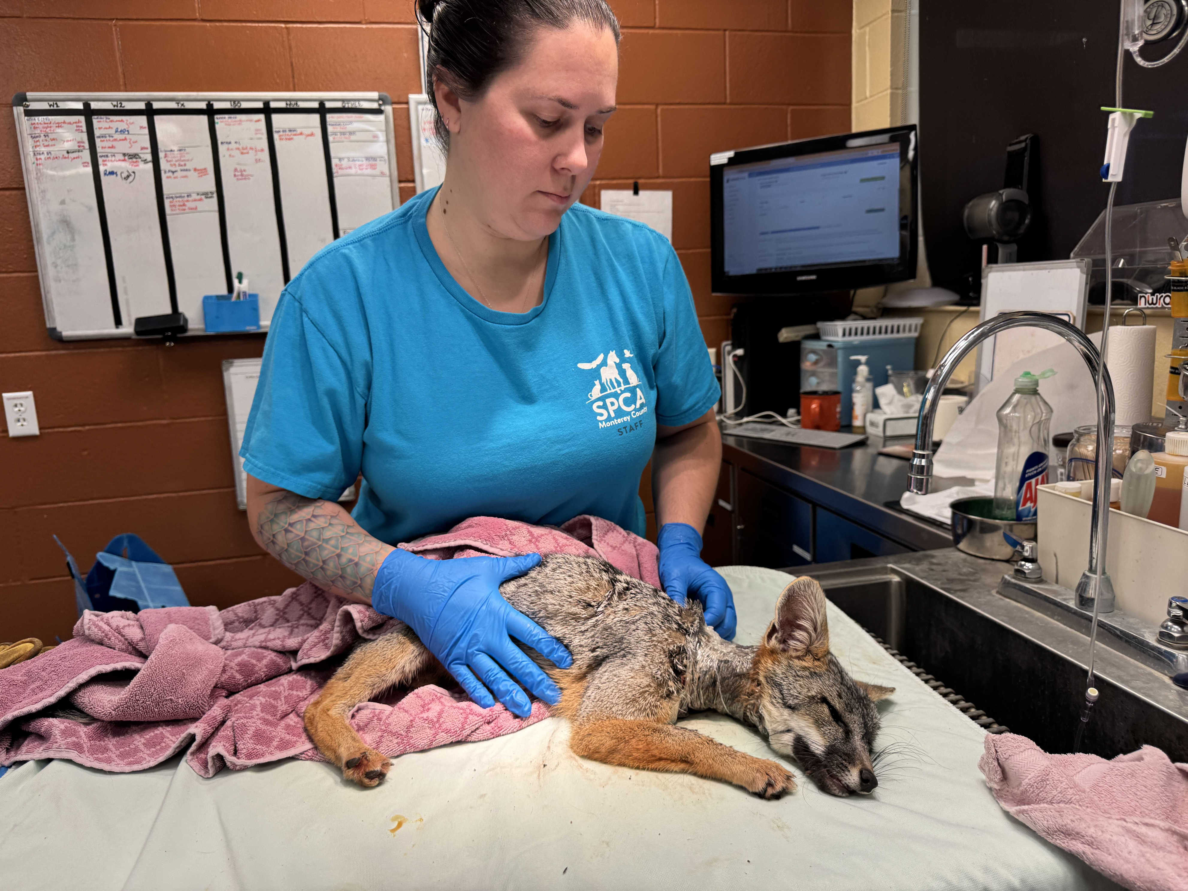 Gray fox recovering after pipe removed from its neck in Monterey County