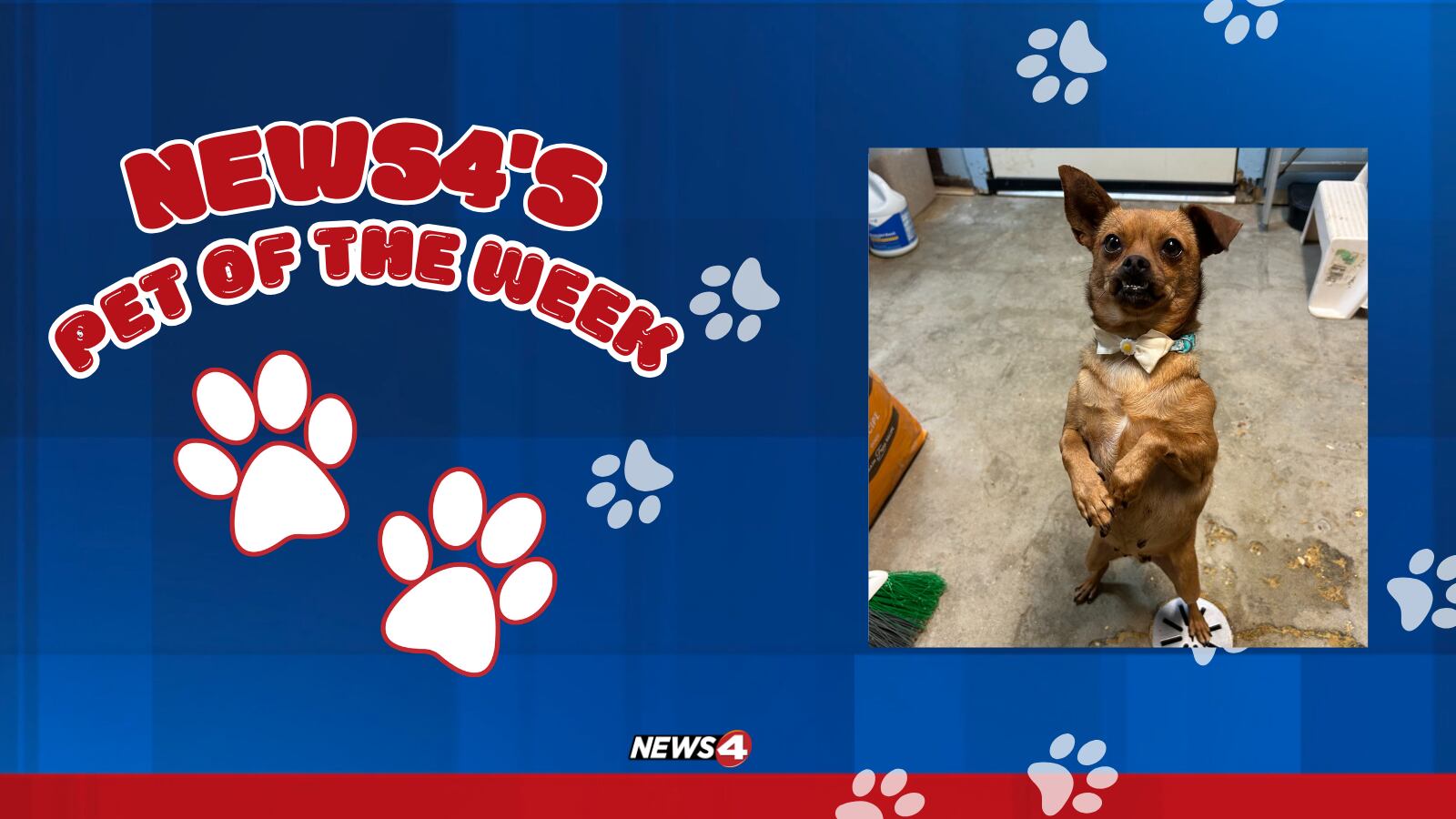 Pet of the week: Blissful Brenda