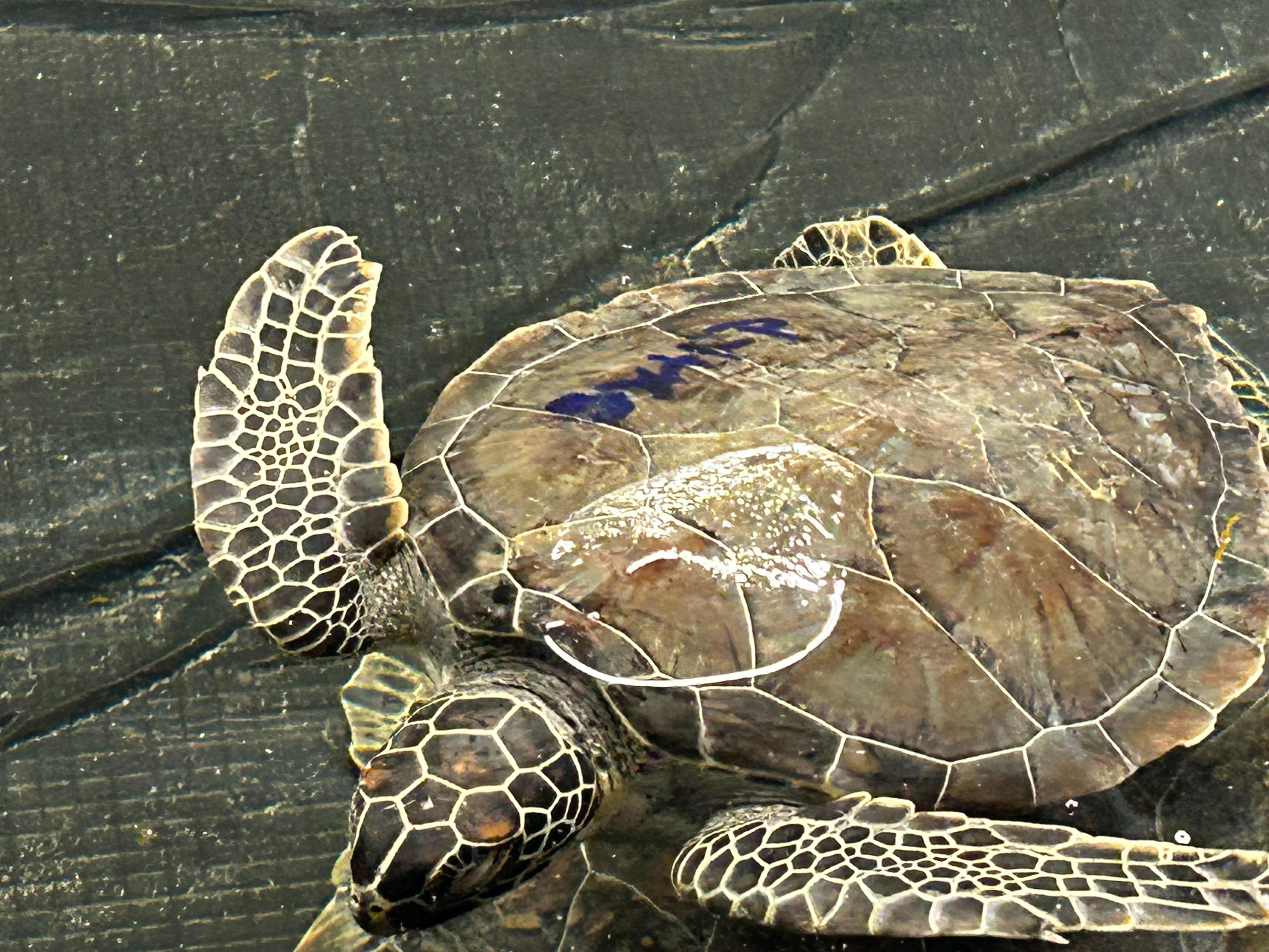 Here's how rescue efforts are unfolding for cold-stunned sea turtles