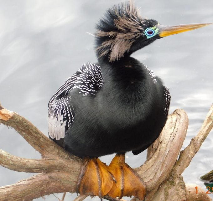 7 fascinating anhinga bird facts you should know