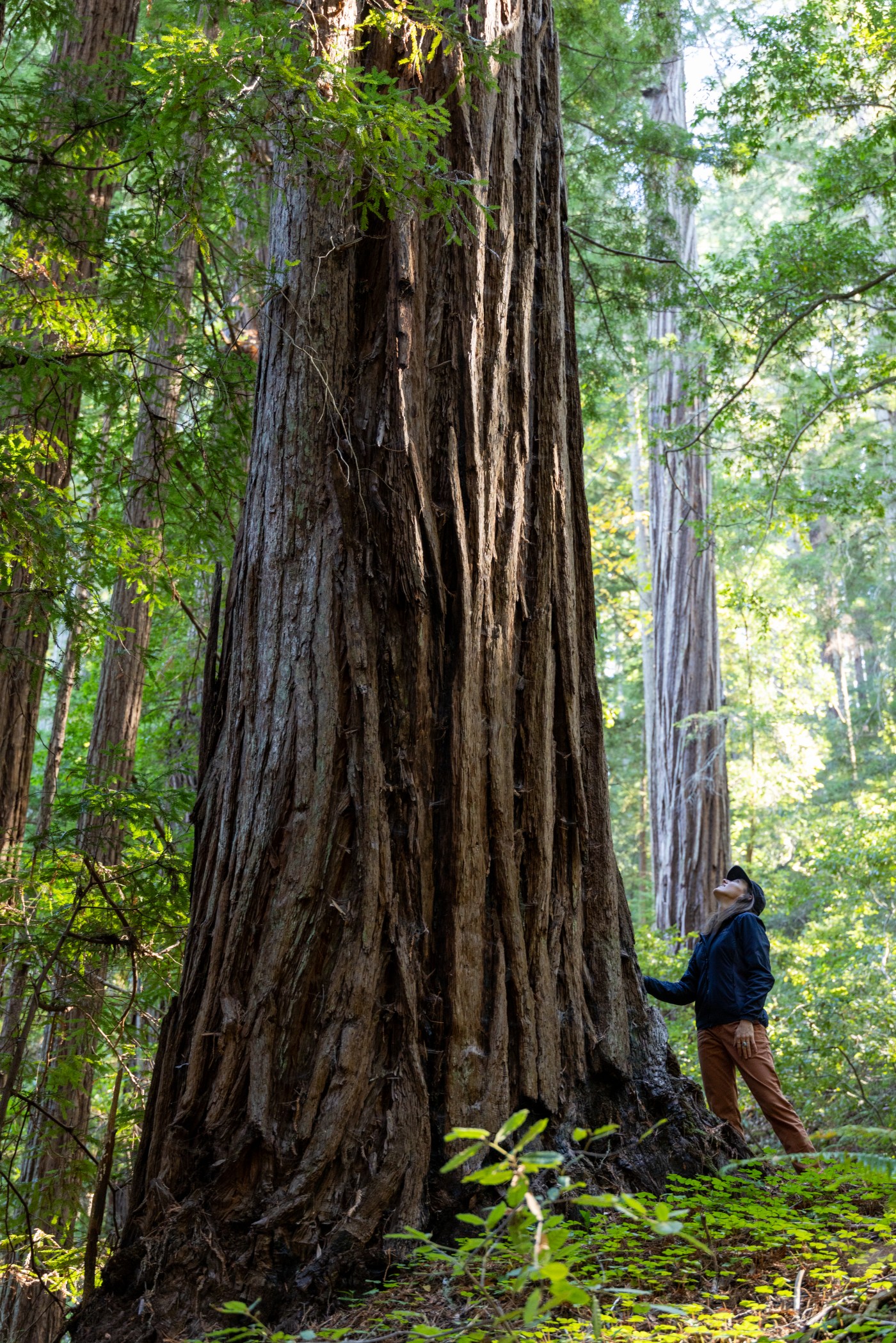 Sonoma County old-growth redwood preserve set for expansion