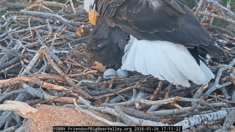 Big Bear bald eagles Jackie and Shadow welcome second egg of 2026