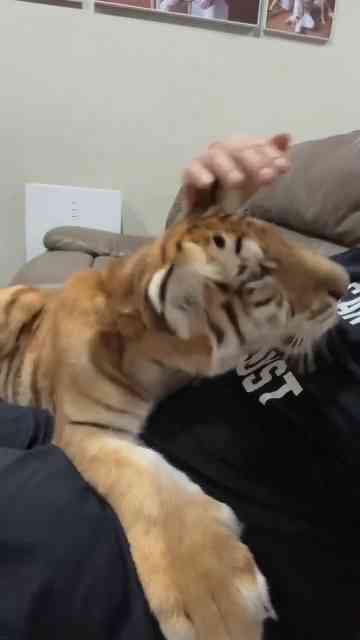 A cat is a cat no matter the size