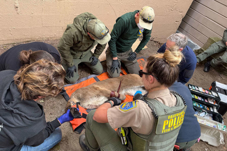 'Majestic' mountain lion captured after hourslong SF standoff