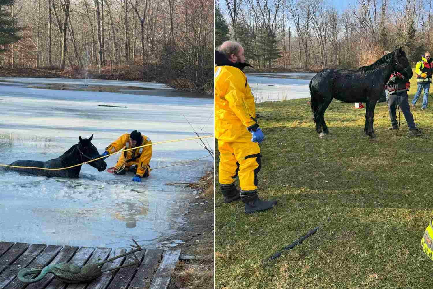 Cavallo cade in un torrente ghiacciato: un’intera comunità si mobilita ...