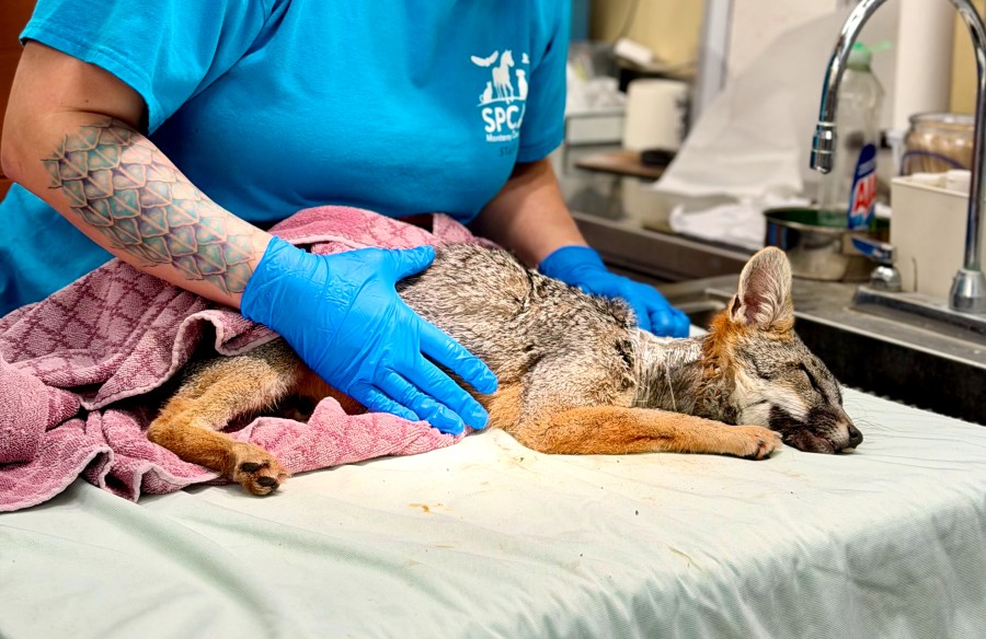 Gray fox rescued from pipe in Monterey County