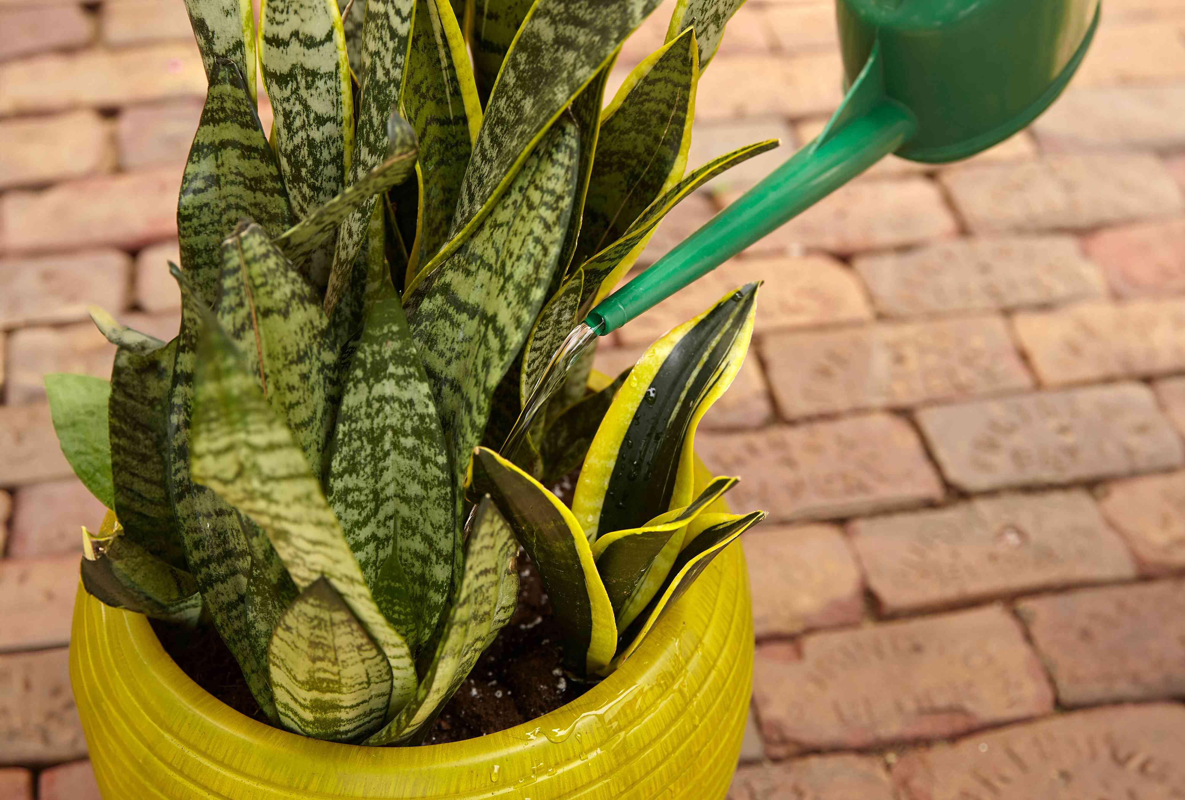 How often you should water a snake plant to keep it thriving