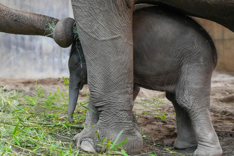 Celebrate Tula-Tu’s first birthday with an elephant-sized Oregon Zoo bash