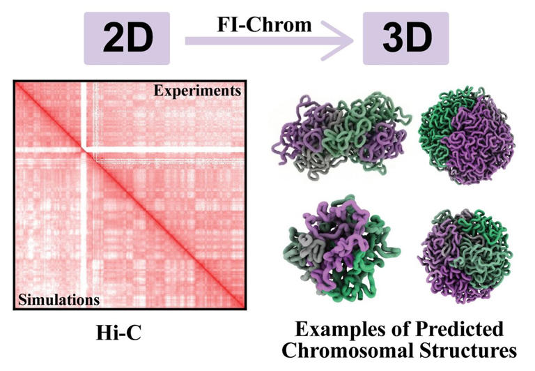 Data-driven 3D chromosome model reveals structural and dynamic features ...