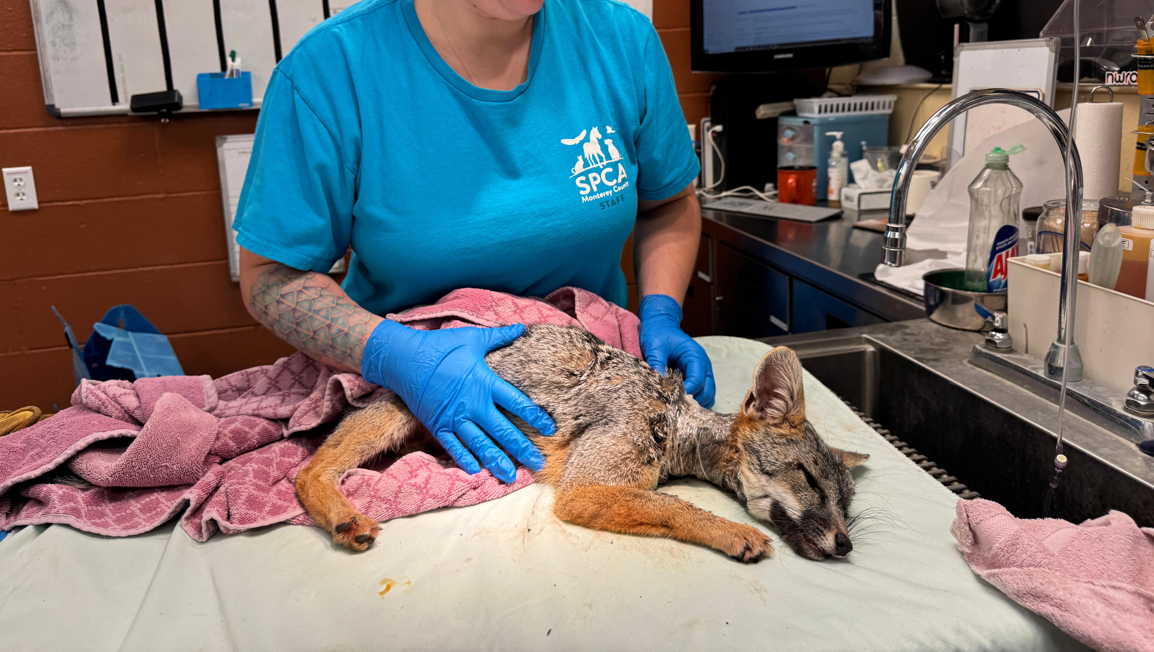 Gray fox recovering after pipe removed from its neck in Monterey County
