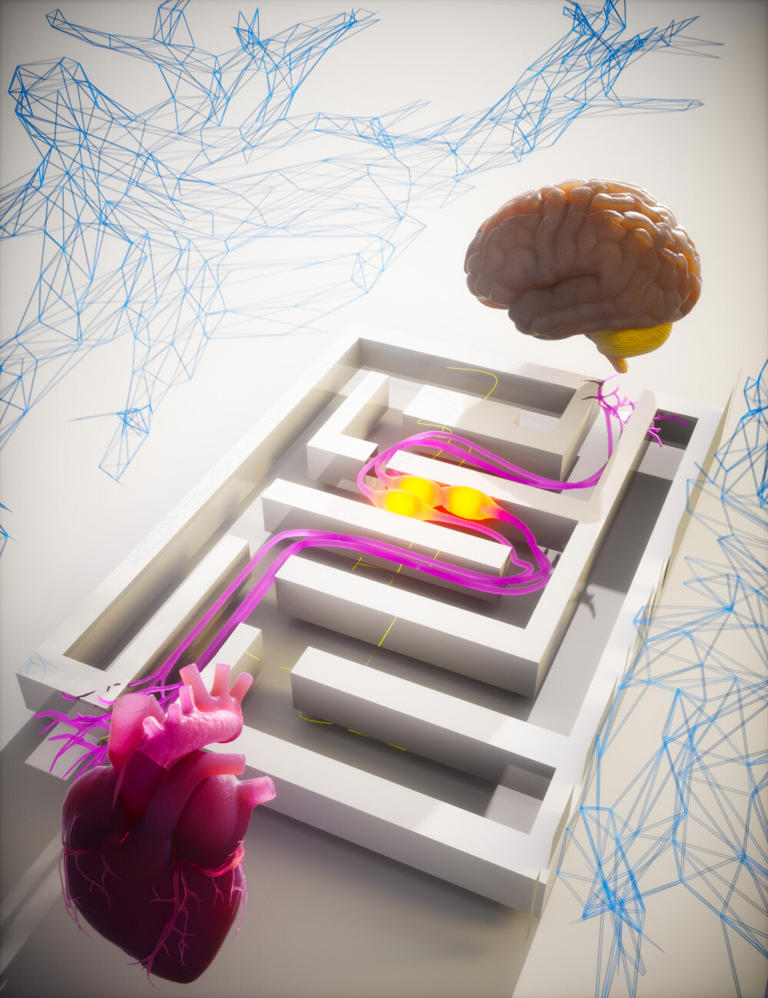 New study finds heart attacks involve brain and immune system, not just ...