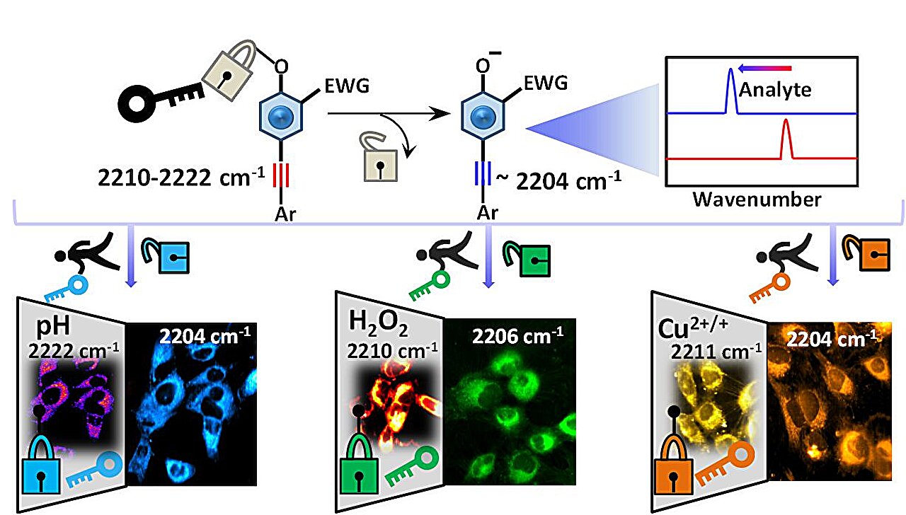 Raman sensors with push-pull alkyne tags amplify weak signals to track ...