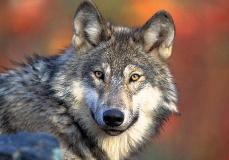 Three wolves 'lethally removed' in northern Utah, advocacy group ...