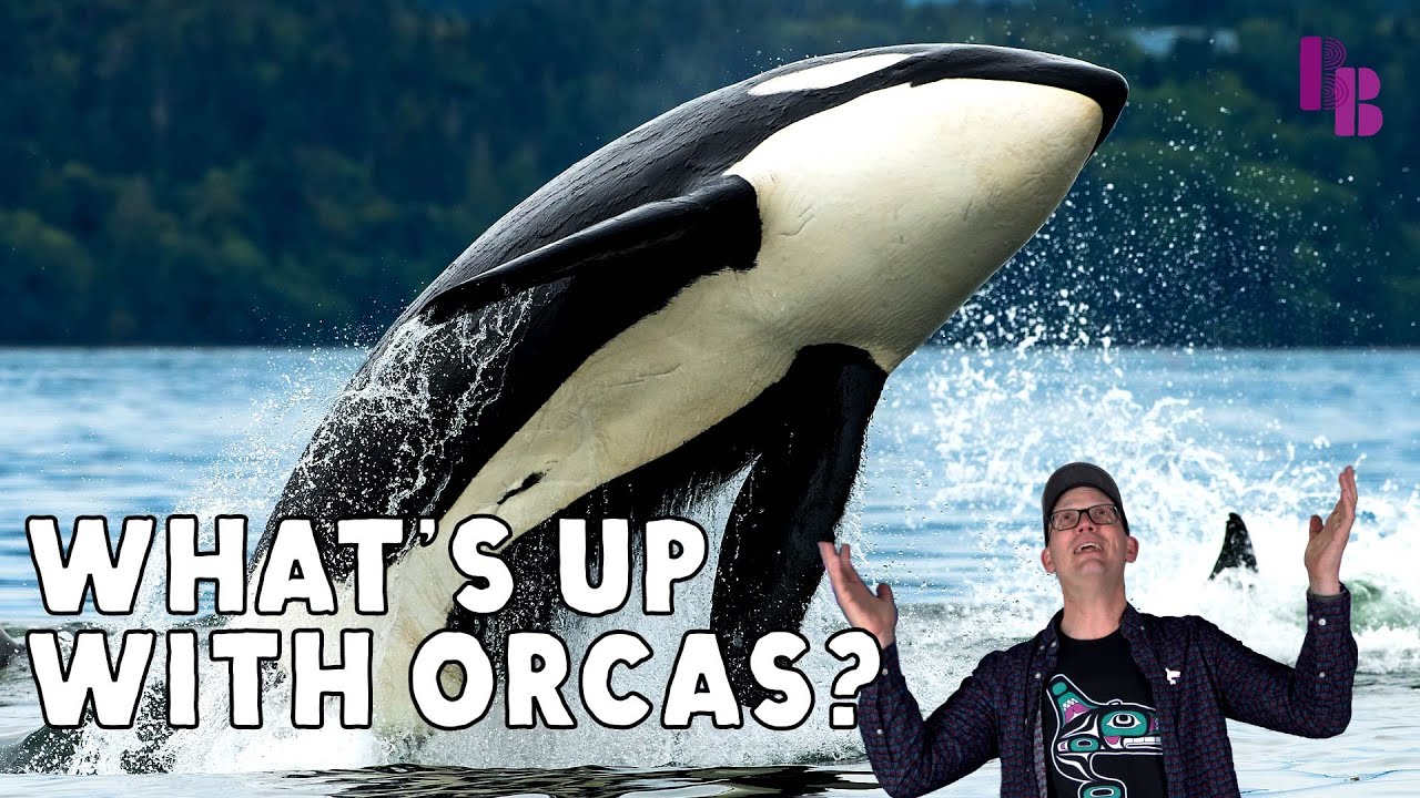 Orcas aren't just messing with yachts