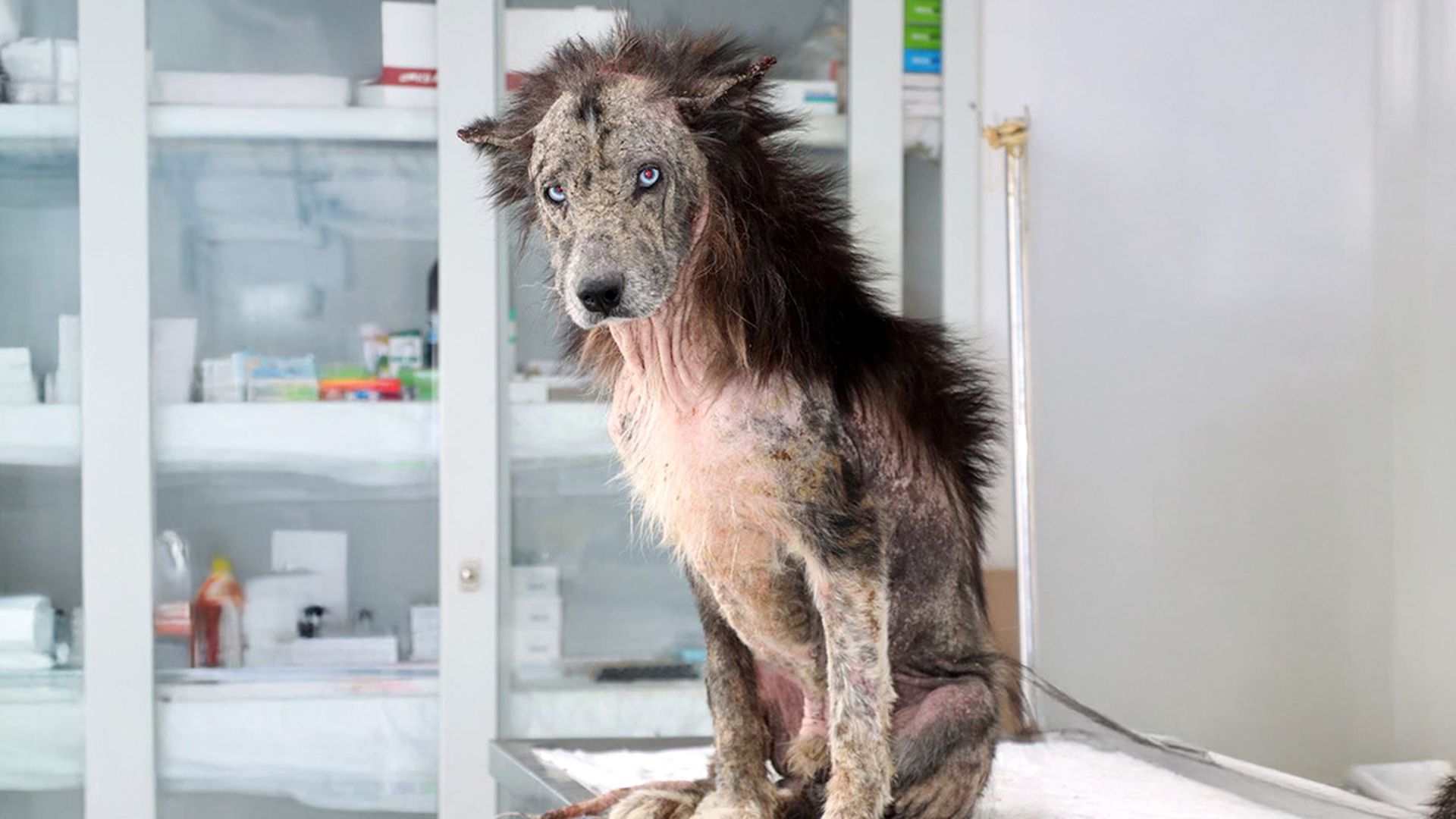 'Lion Dog' turns back into a husky — turns out to be a sweetheart