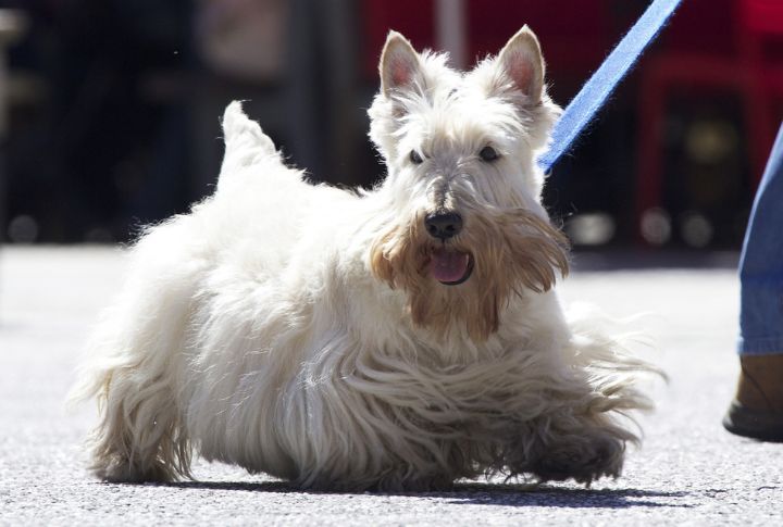 17 most stubborn dog breeds