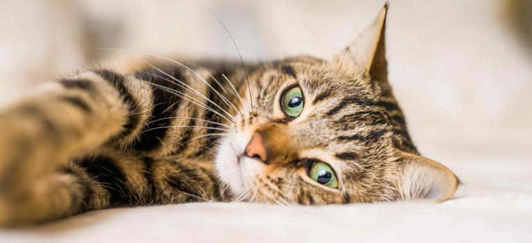 Nomi per gatti femmina: dai più classici ai più originali e bizzarri