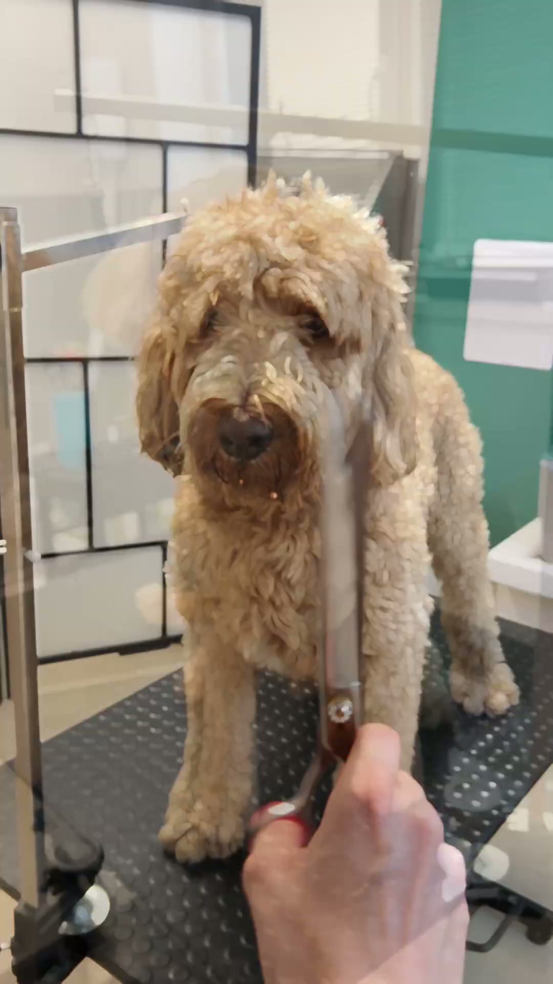 Doodle transformation!