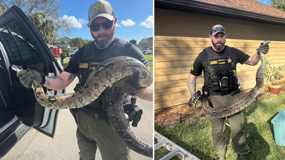 Florida deputy captures 9-foot boa constrictor found in resident's yard