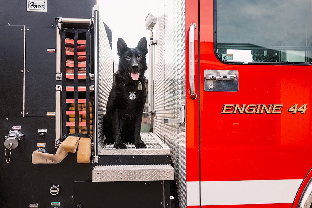 K-9 Zeus of Ligonier Township Volunteer Fire Department No. 1 dies 2 ...