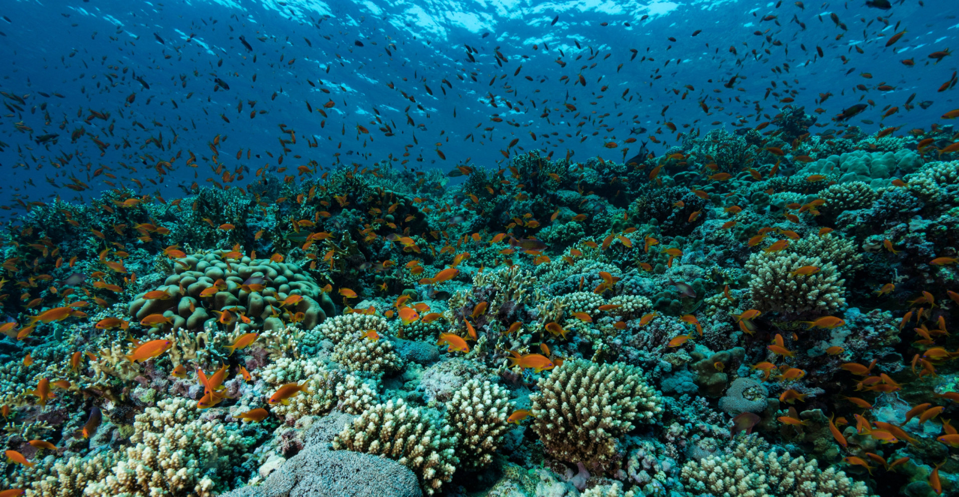 The world's most colorful coral reefs