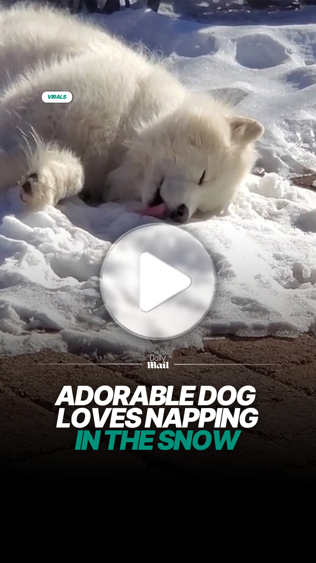 Samoyed relaxes with peaceful nap in the snow