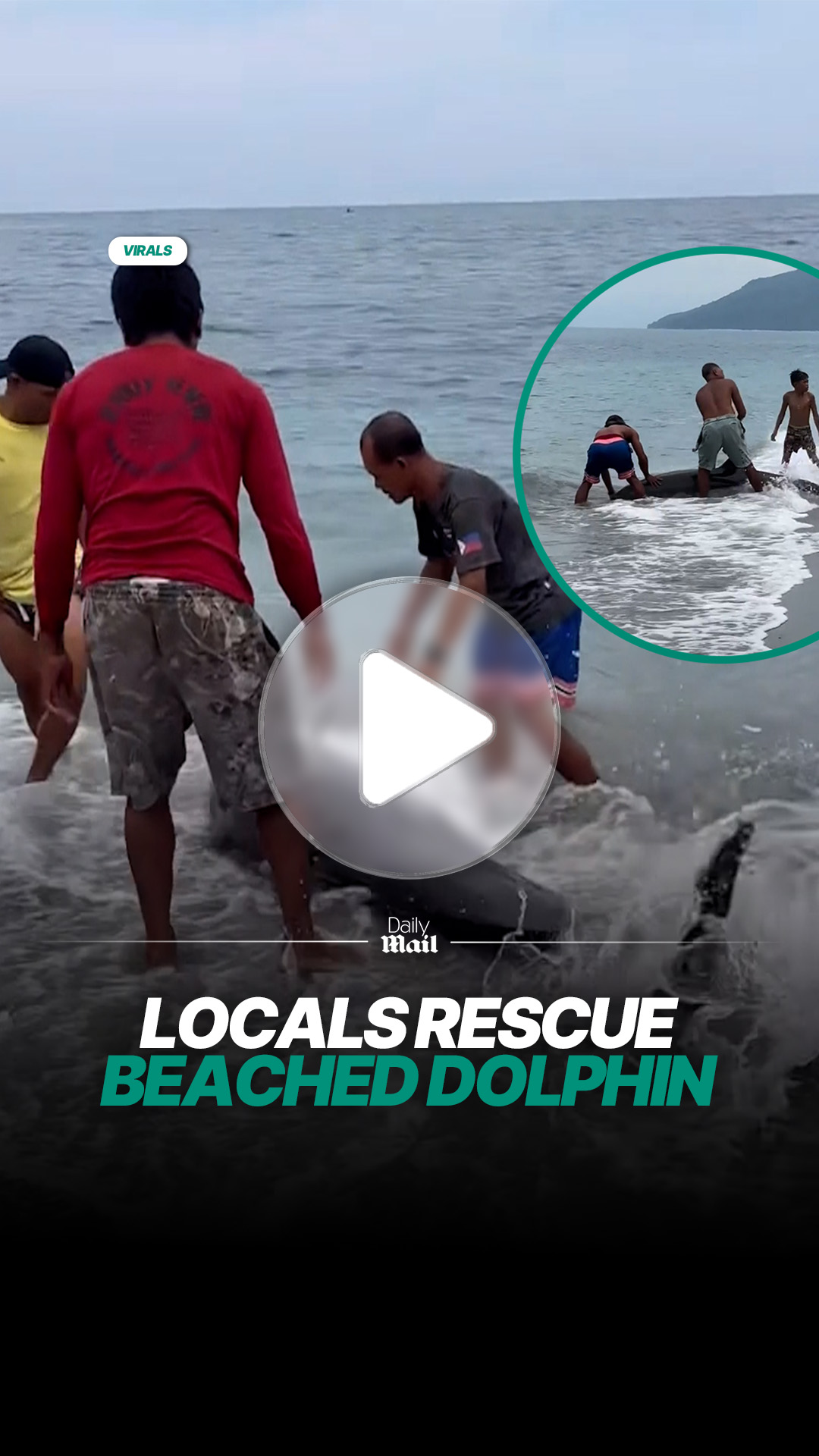 Beach community comes together to return stranded dolphin to the sea