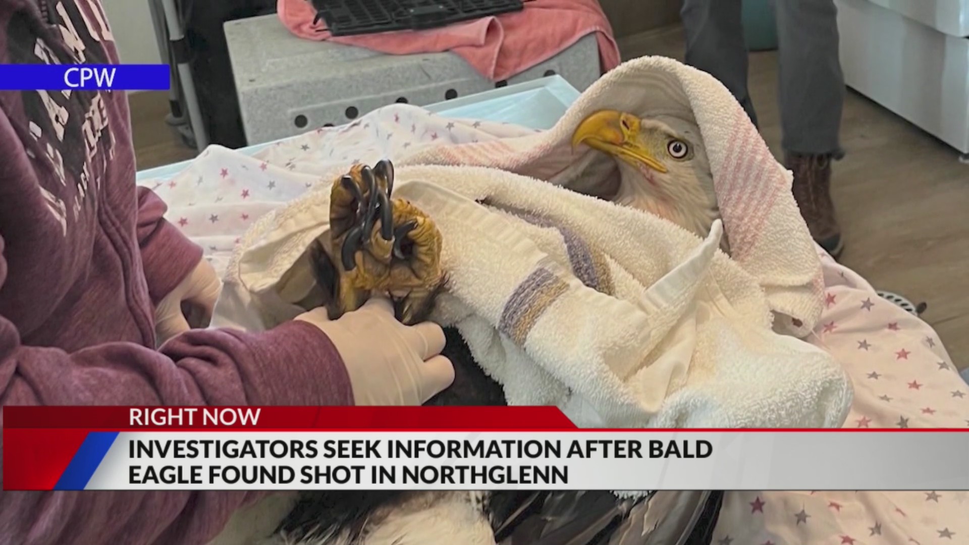 Investigators seek information after bald eagle shot in Northglenn