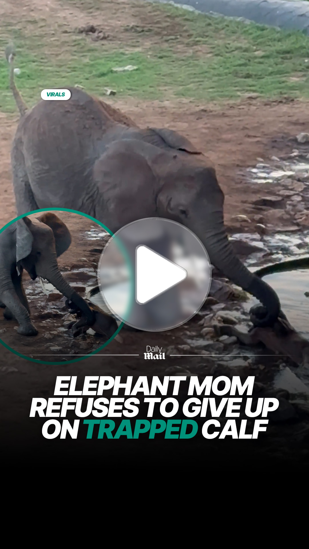 Elephant mother refuses to abandon calf trapped in danger
