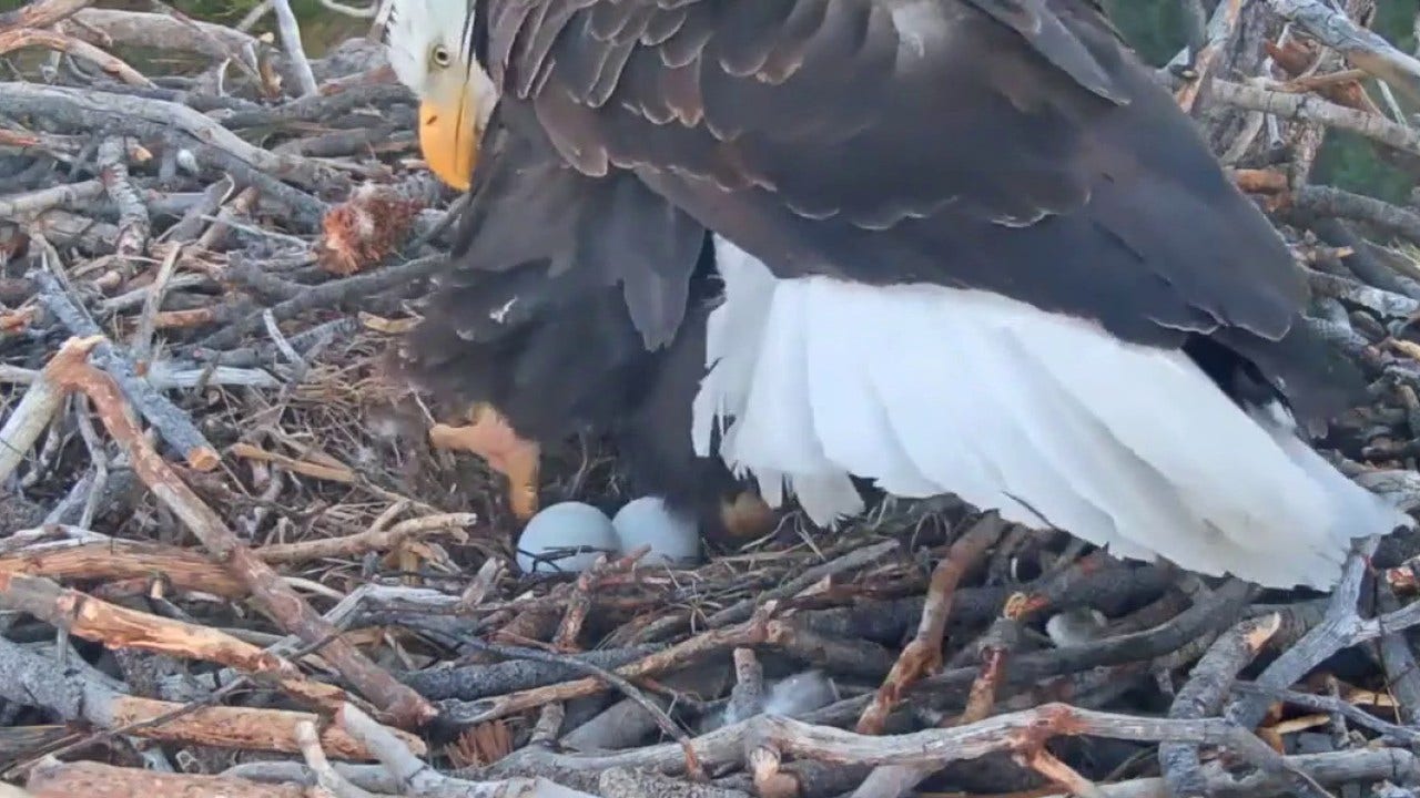 Big Bear bald eagle live cam: Jackie and Shadow welcome first two eggs ...