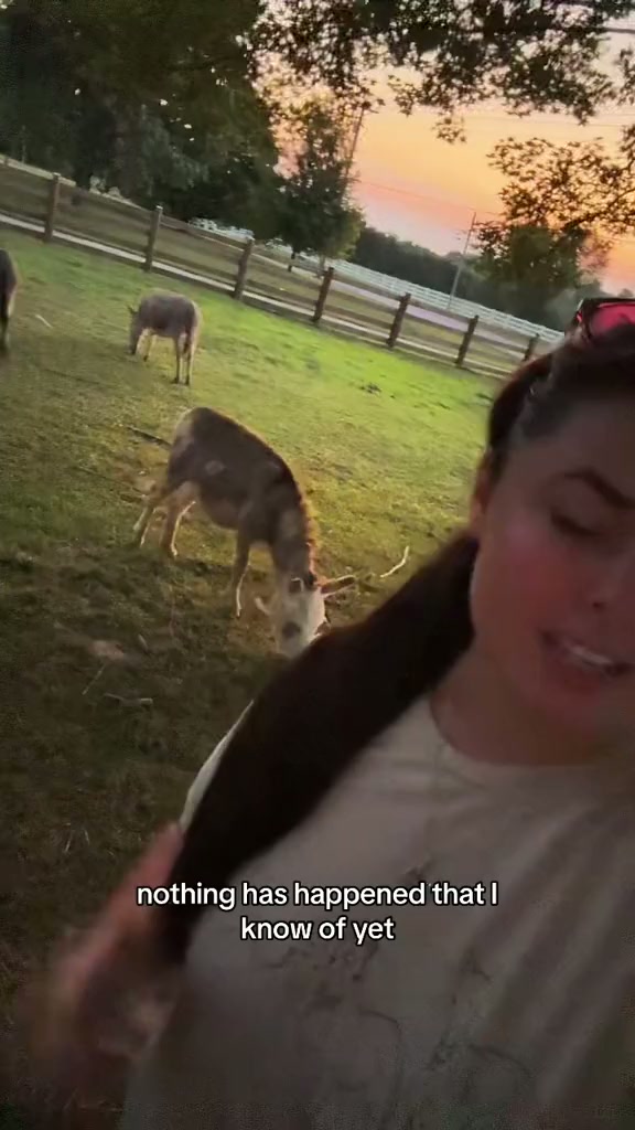 Mini donkey romance update and how old they really are