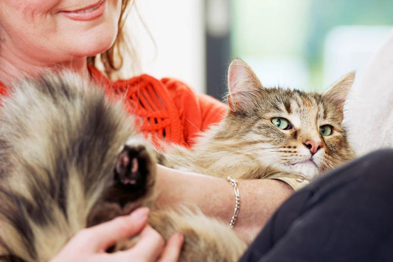 How rare is your pet's name? Use this fun new tool to find out