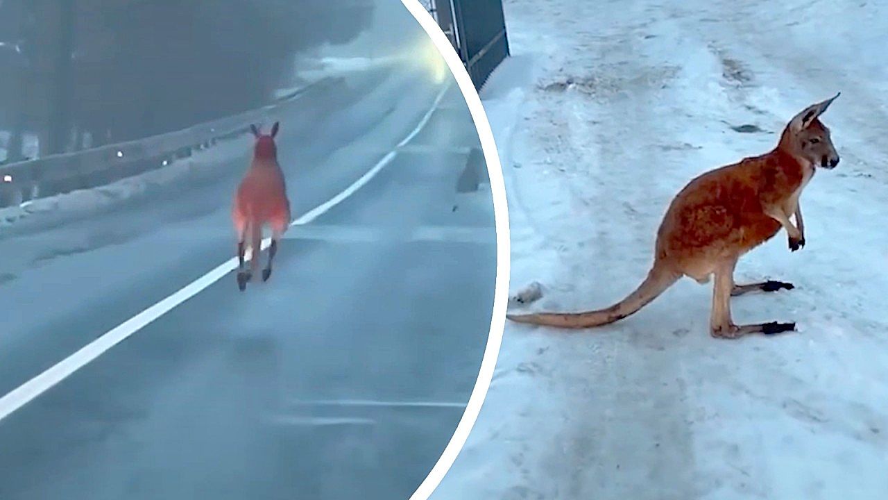 Runaway kangaroo hops down road as police try to keep up in Czech town