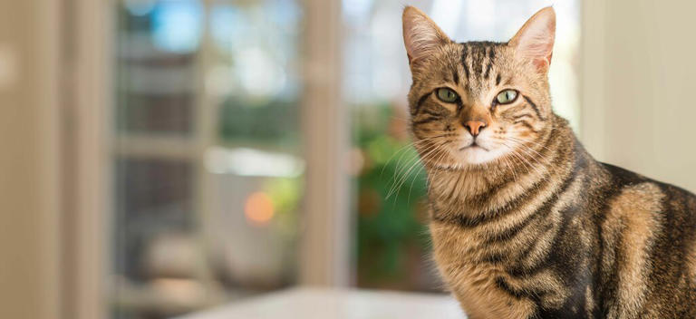 Nomi per gatti femmina: dai più classici ai più originali e bizzarri