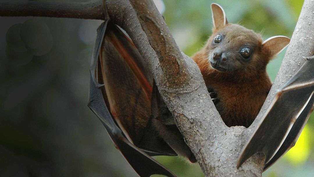 The impact of bats' disappearance