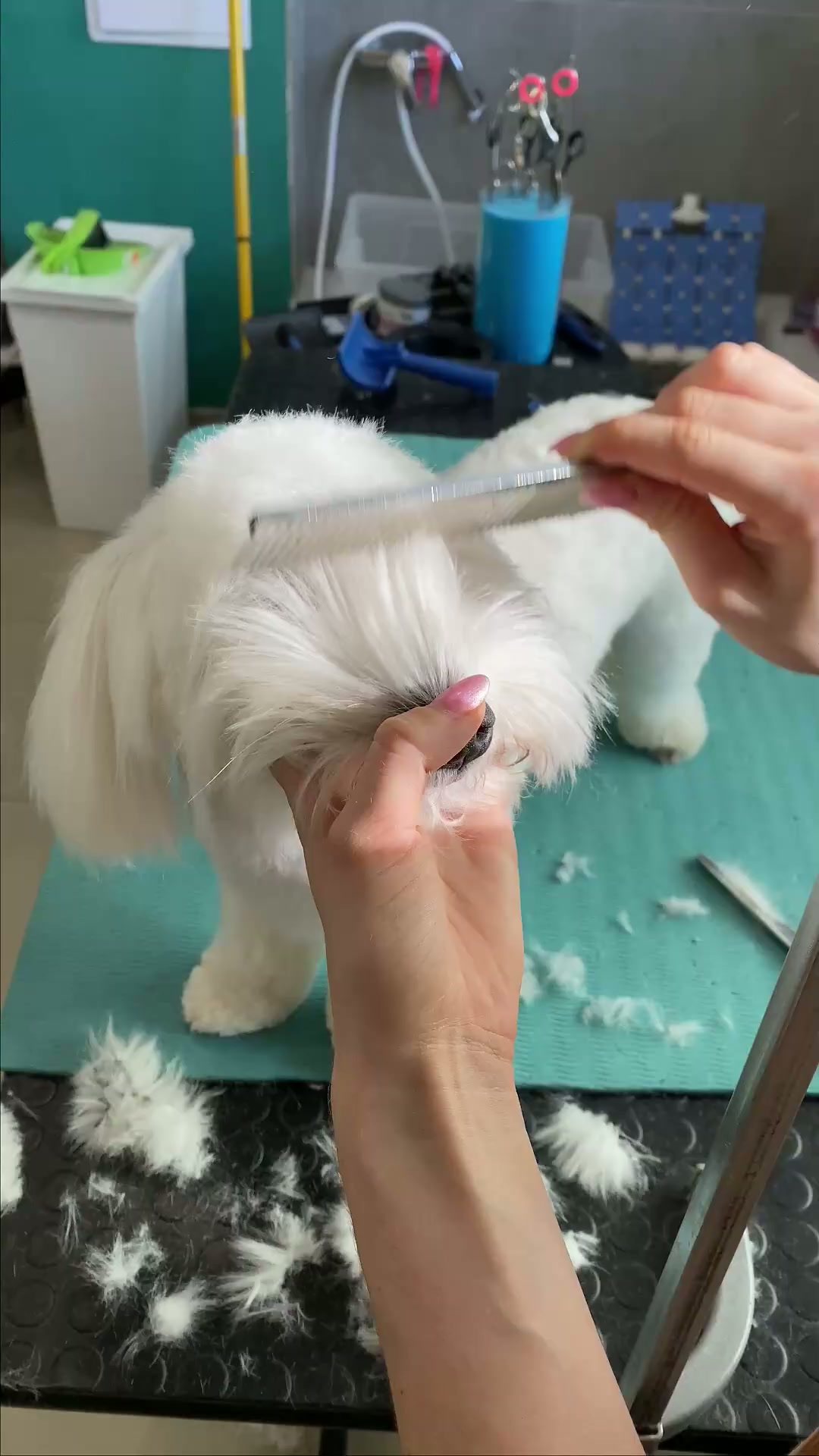 Coton de Tulear dog grooming! #doggroomingtips