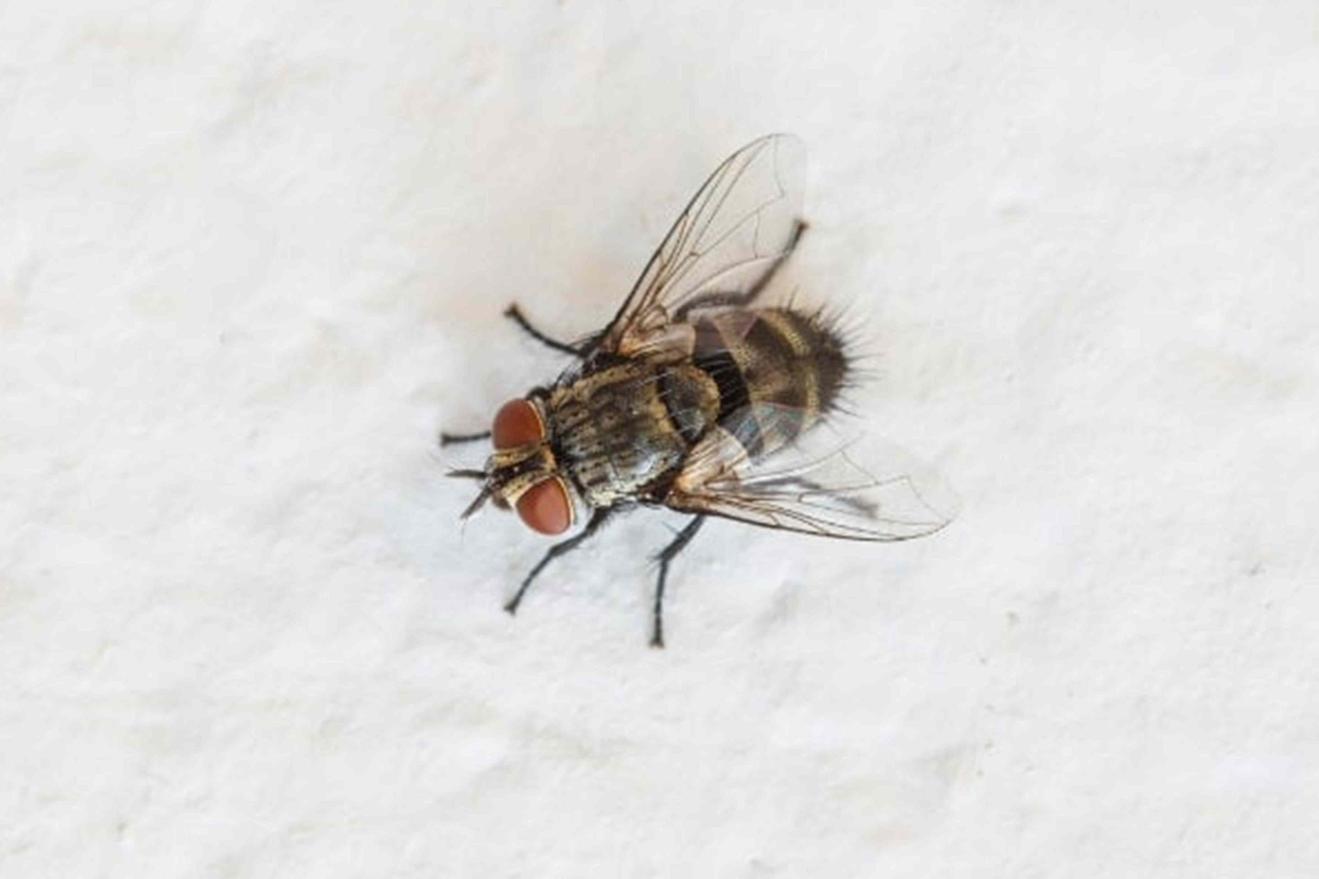 How to get rid of cluster flies in your home (and why you should never ...