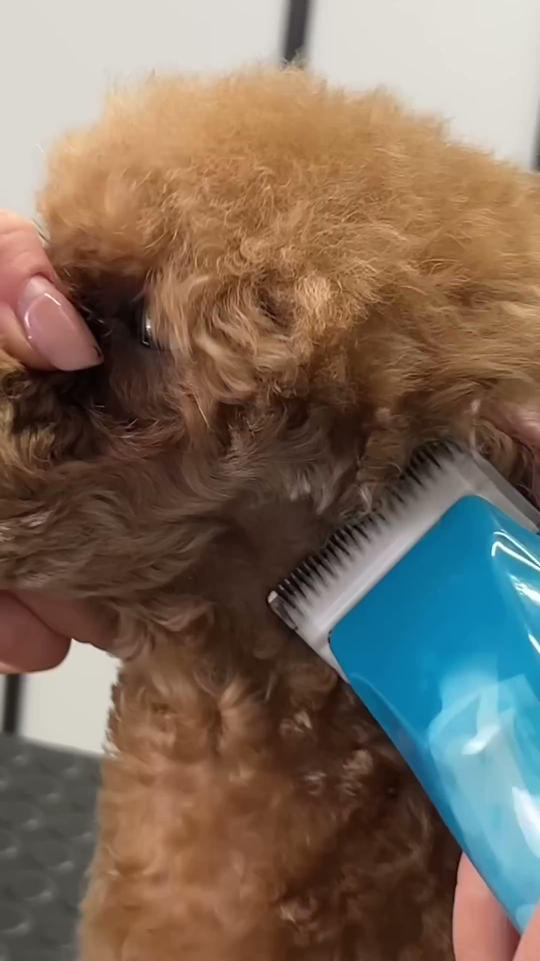 Clean face shave #poodle