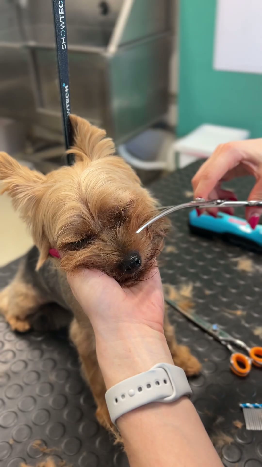 Before & after Yorkie grooming