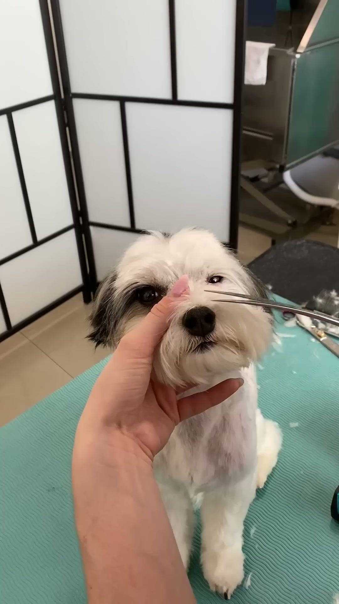How to trim Havanese face