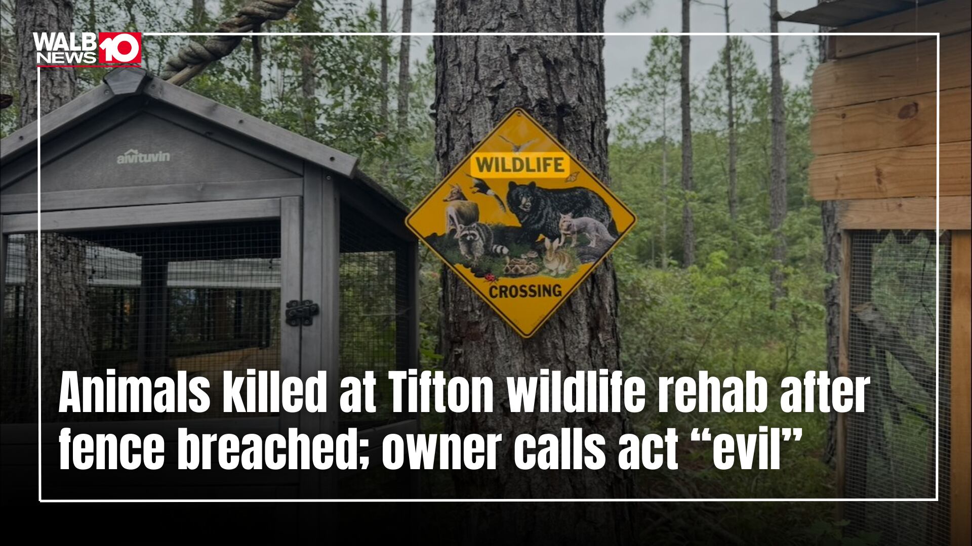 Animals killed at Tifton wildlife rehab after fence breached; owner ...