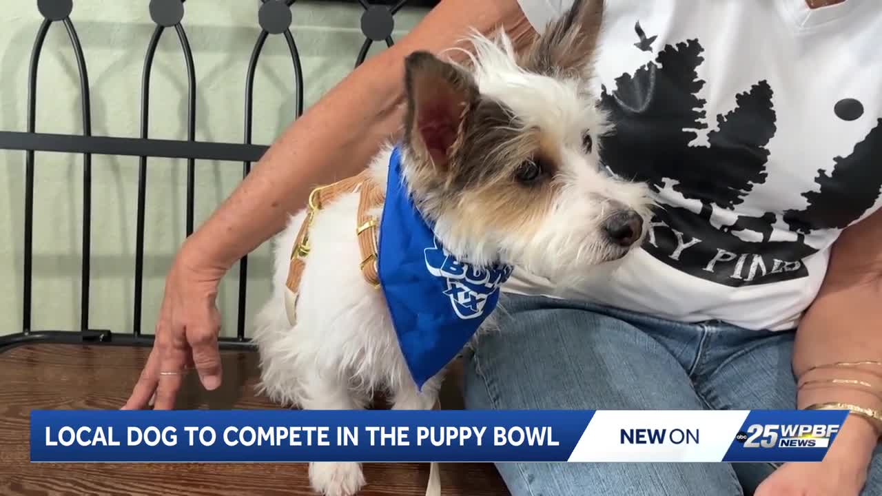 South Florida puppy to compete in Puppy Bowl, highlighting shelter dog ...