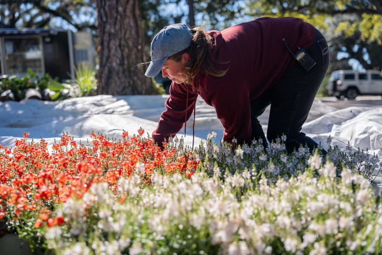 In Tallahassee, outdoor nurseries preparing for chilly temps