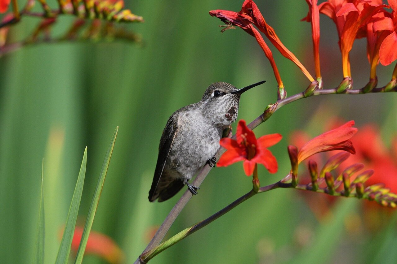 Red flowers have a 'magic trait' to attract birds and keep bees away
